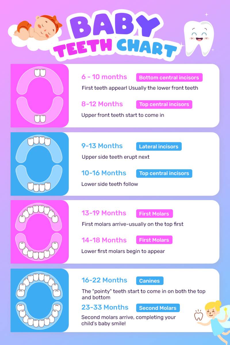 When Teeth Come In and Fall Out : Baby Teeth Chart