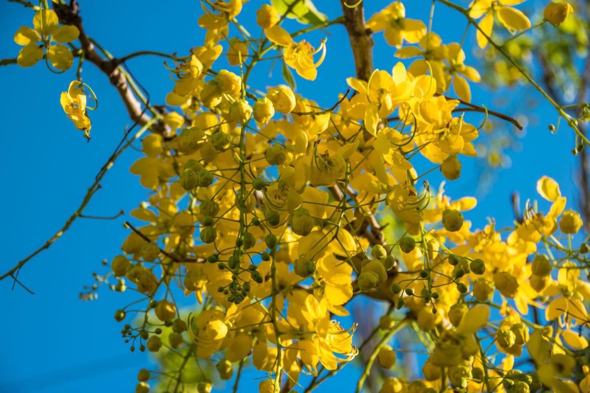 Vishu Kani Guide 2026: Understanding Each Essential Item and Its Meaning