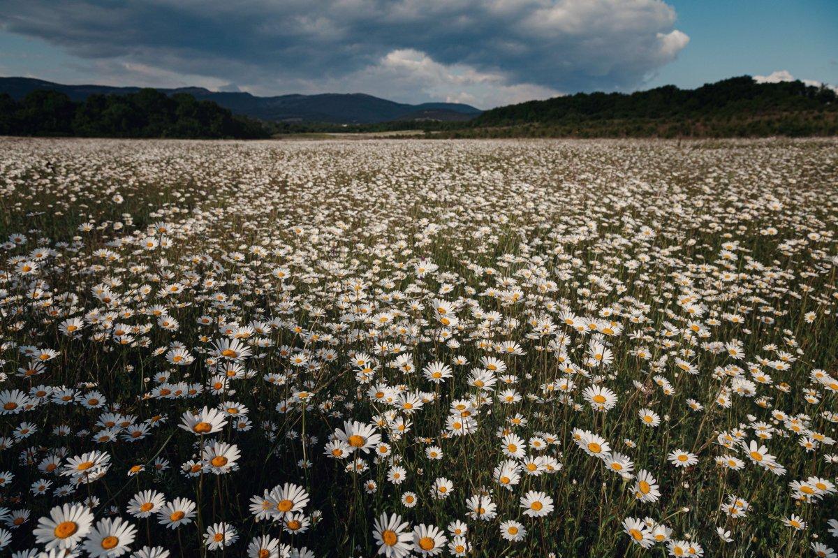 Explore the World’s Most Beautiful Flower Fields: A Visual Journey