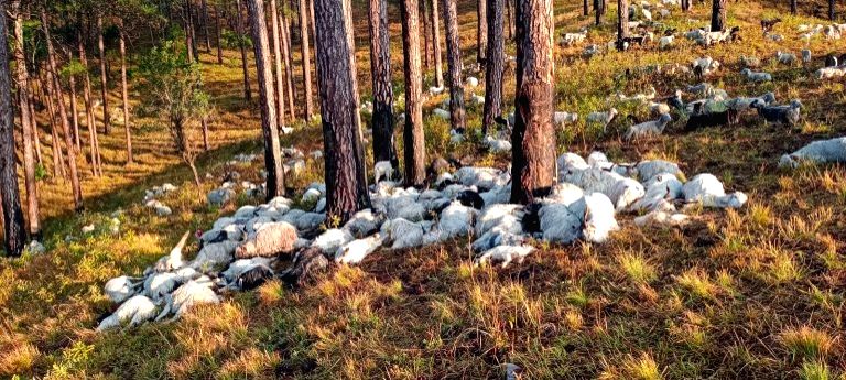 Free Photo : 350 goats in Kaal's cheek due to lightning strike in ...