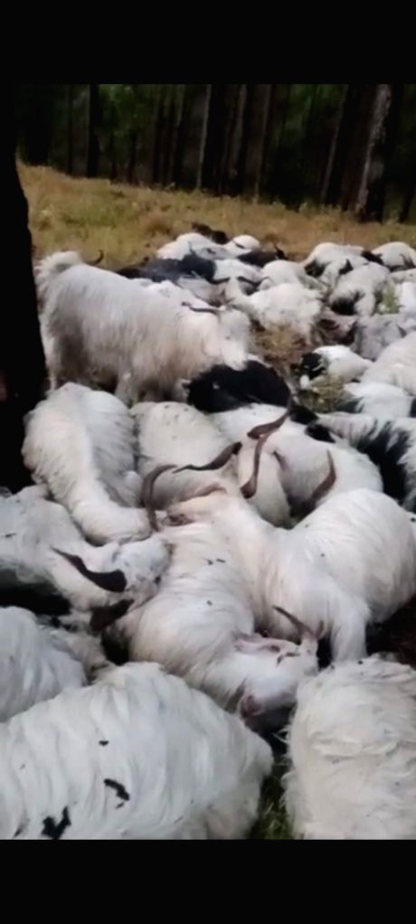 Free Photo : 350 goats in Kaal's cheek due to lightning strike in ...