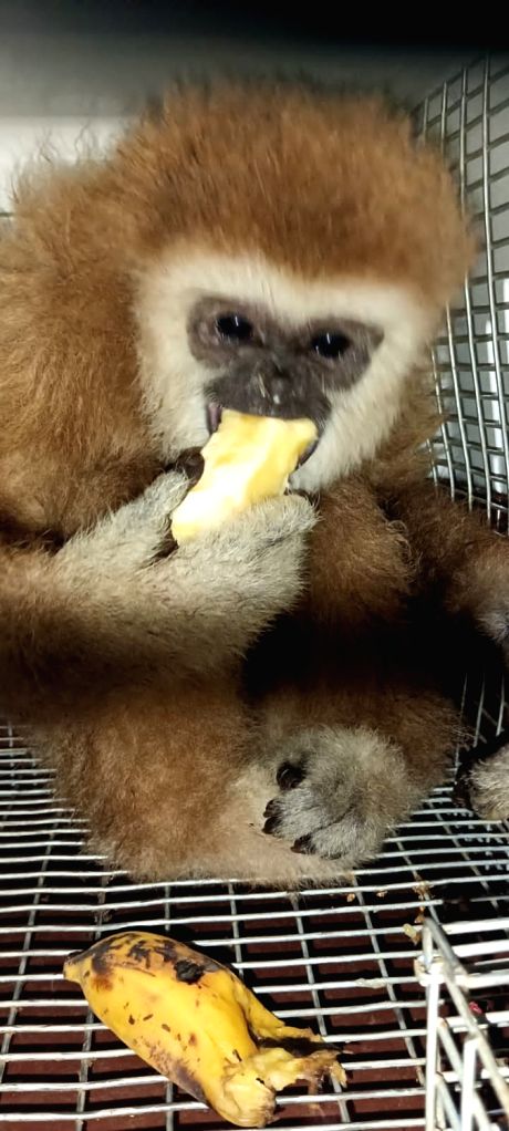 Free Photo: 5 'exotic' monkeys, a wallaby rescued in Assam, one held