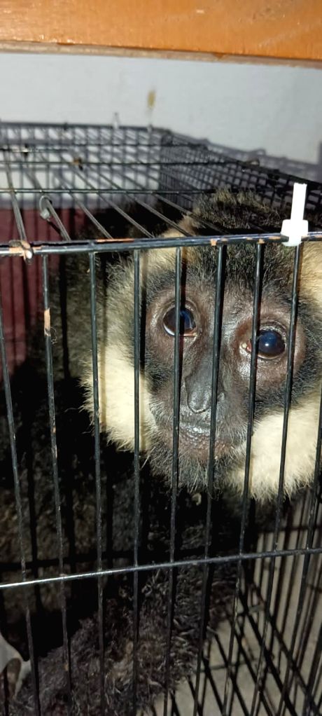Free Photo: 5 'exotic' monkeys, a wallaby rescued in Assam, one held