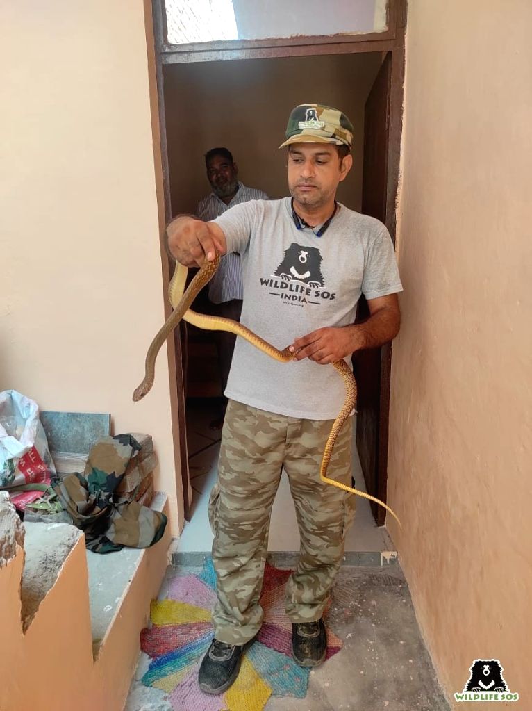 5-foot Indian rat snake rescued from refrigerator stand in Agra