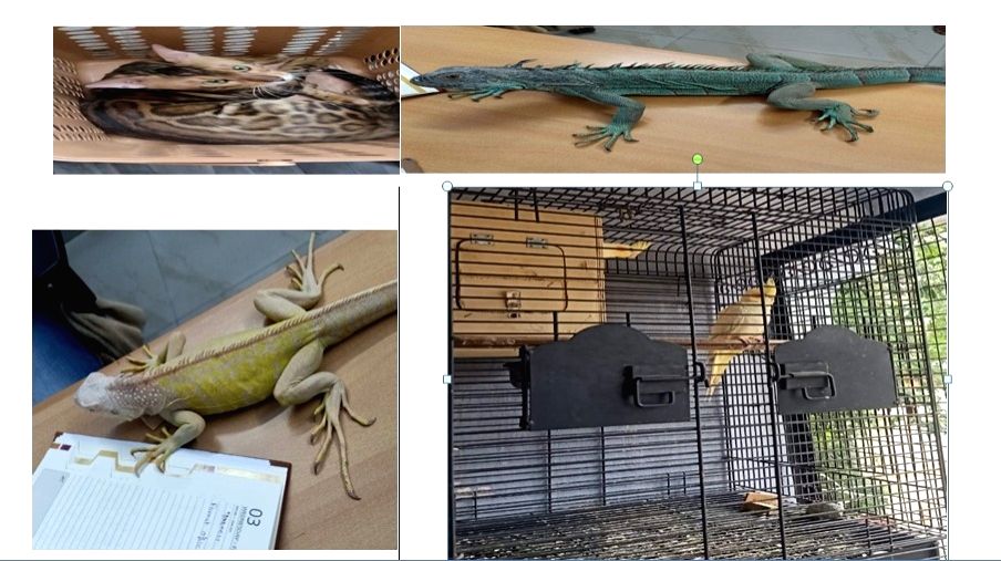 Free Photo : 6 held in Hyderabad for exhibiting exotic animals at pub