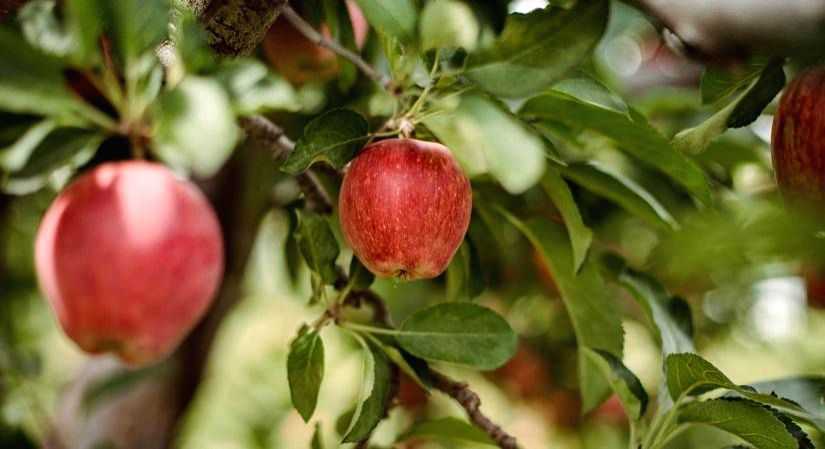 6 Indian apple varieties & its health benefits