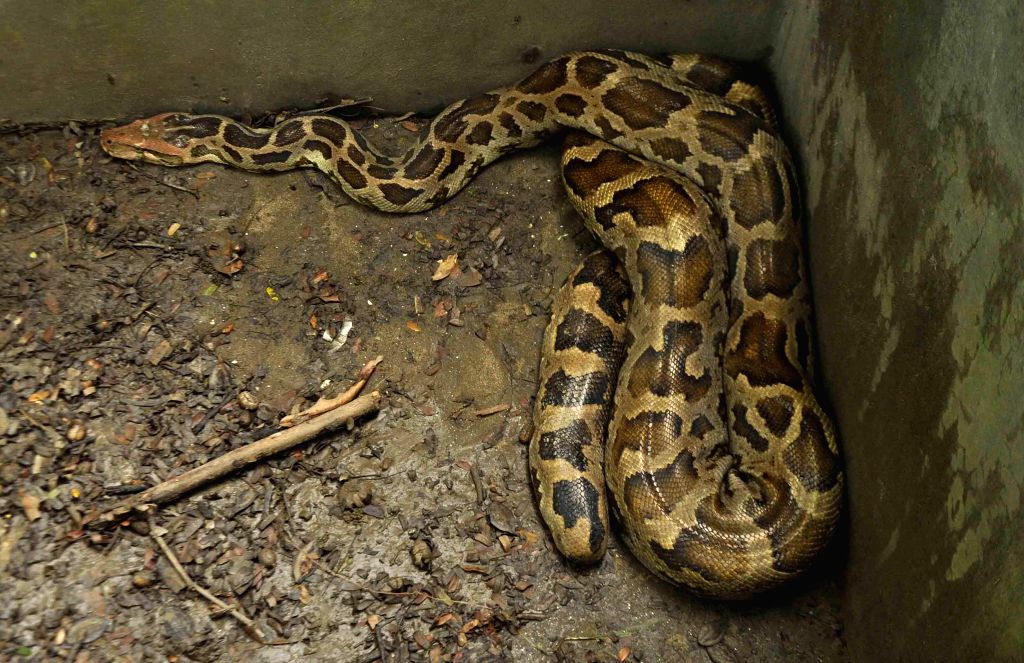8 ft long python rescued from drain near hospital in Agra