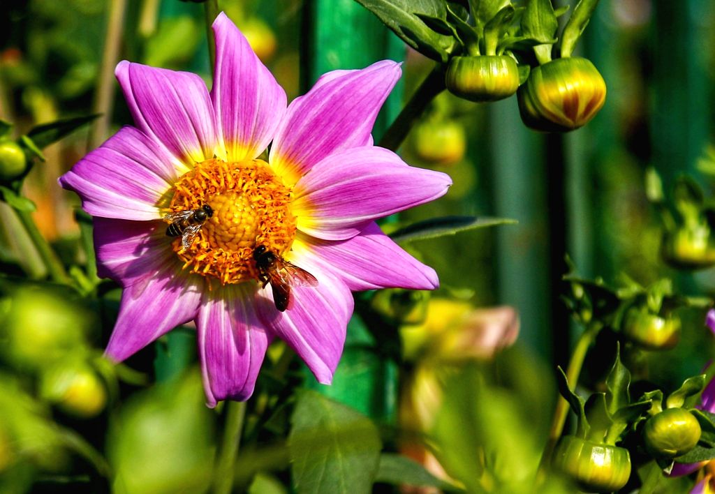 New Delhi : A bee collects nectar from a flower