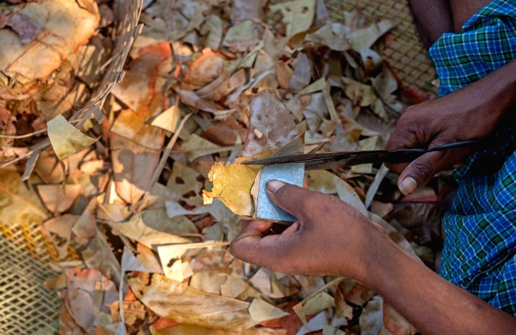 : Purulia: A beedi worker cuts a dry leaf to make 'Beedi