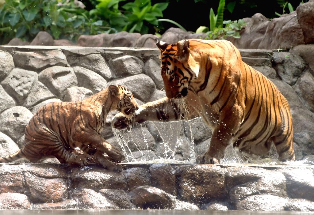 A Bengal tiger cub plays with its mother at Veermata Jijabai Bhosale ...