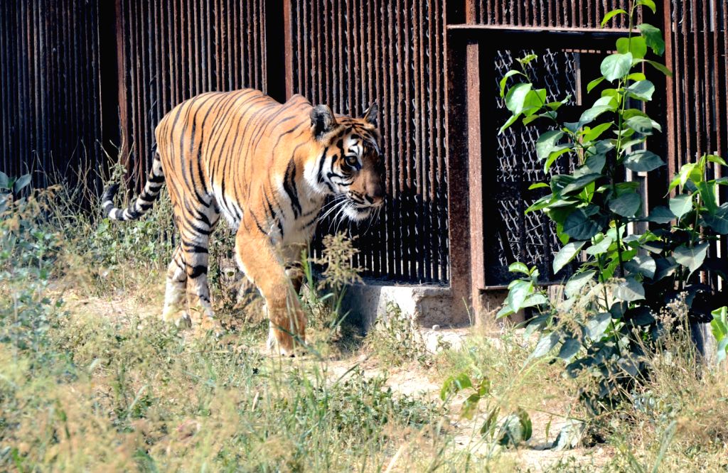 A bengal tiger at the Delhi Zoo during a hot summer