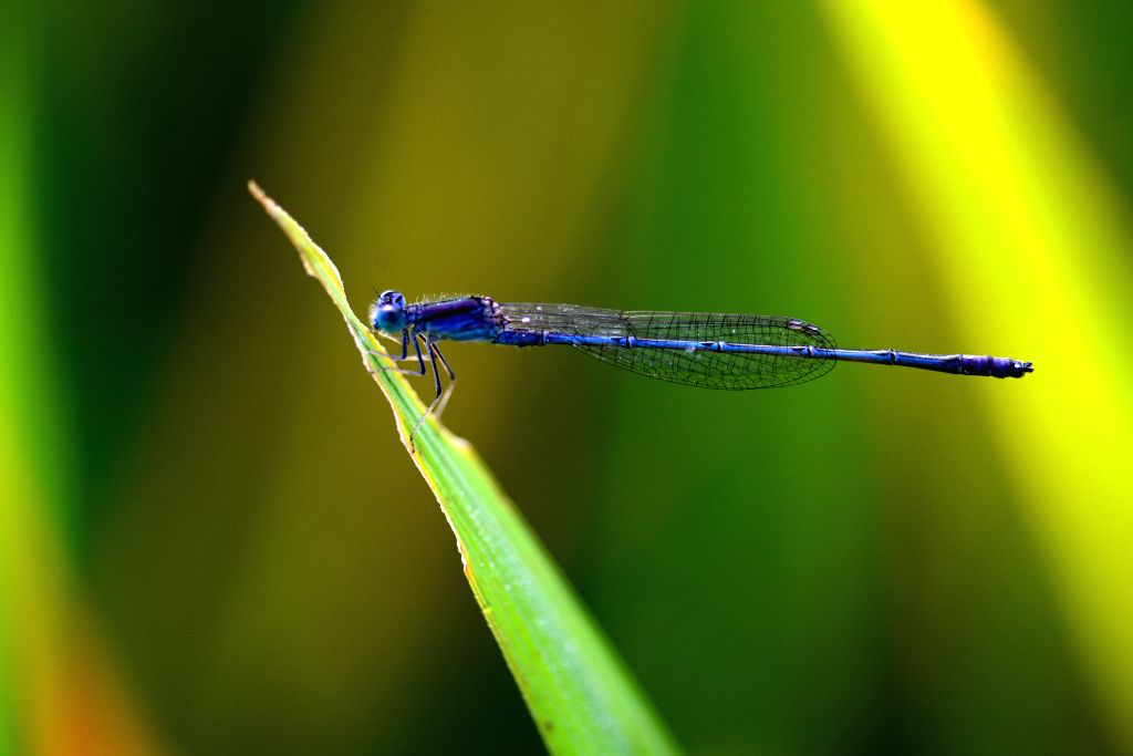 CHINA-GUANGXI-BLUE DRAGONFLY
