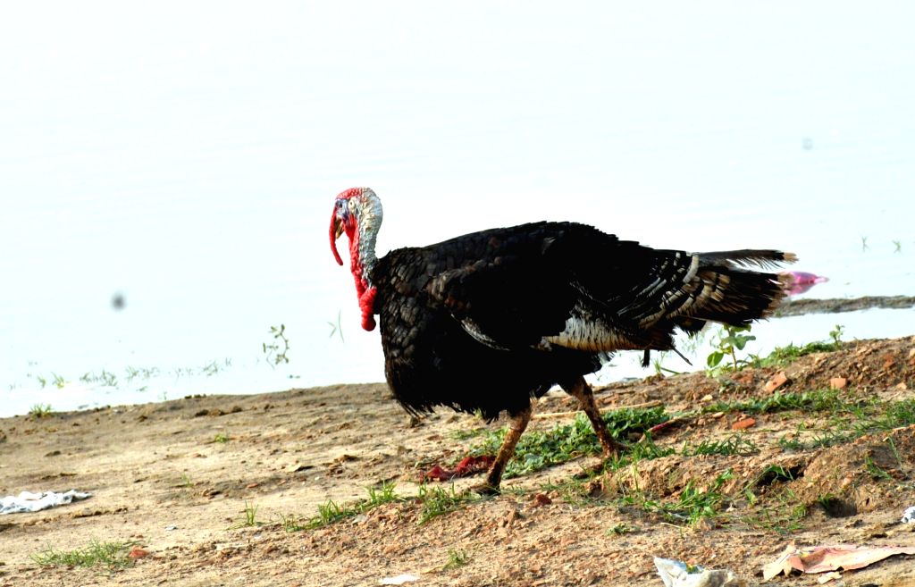 Swans, Chinese hen at Ganga river