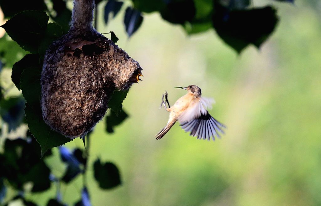 CHINA-LIAONING-DALIAN-CHINESE PENDULINE TIT
