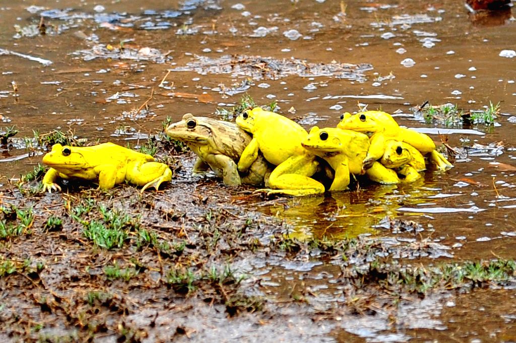 Frogs celebrate arrival of rains