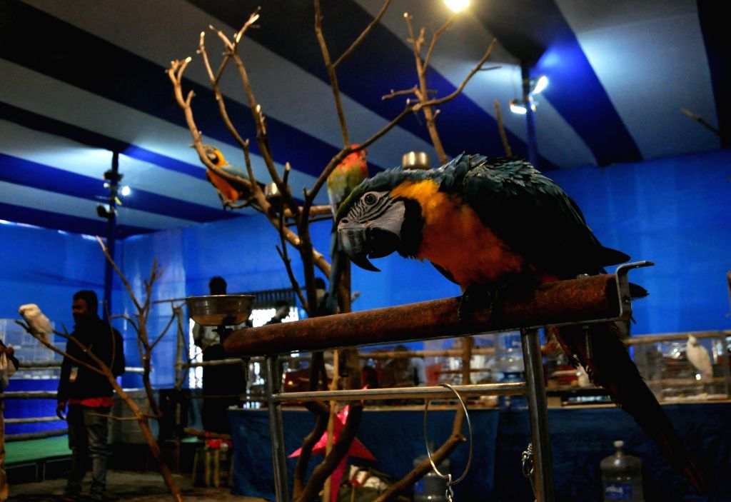 Bird Show