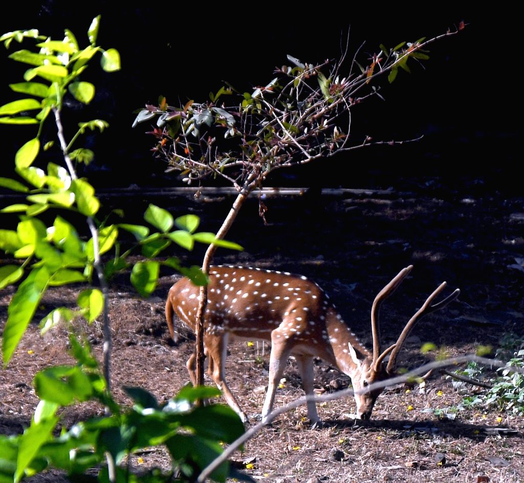 A deer seen inside a national park