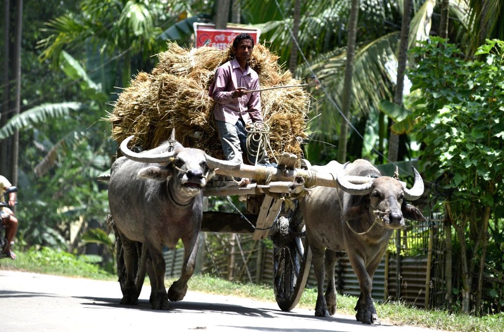 Morigaon (Assam): Farmer carries harvested paddy on bullock cart