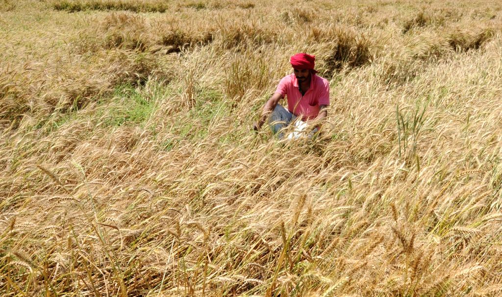 Crops on 67,864 hectares of land damaged due to rains in Andhra