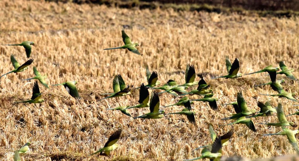 Pobitora Wildlife Sanctuary - Parrots