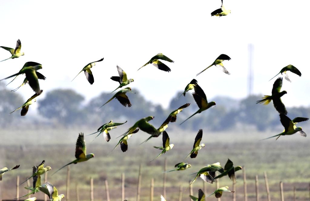 Pobitora Wildlife Sanctuary - Parrots