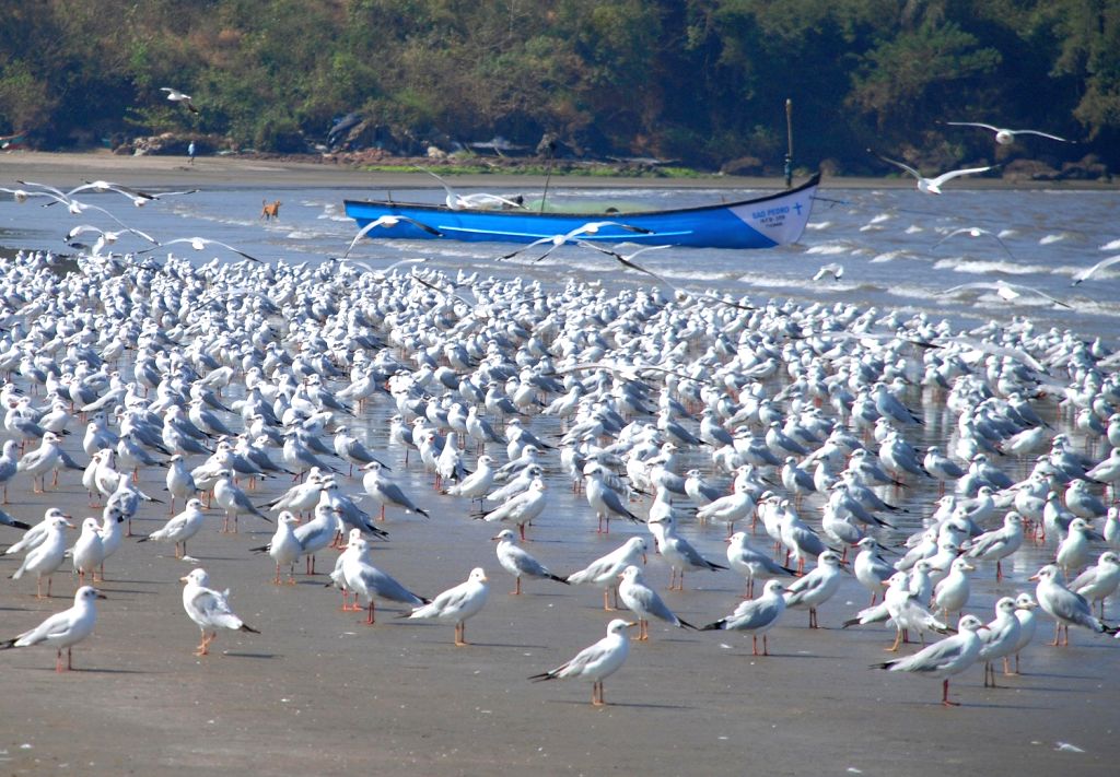 A flock of Sea Gulls arrive in Goa