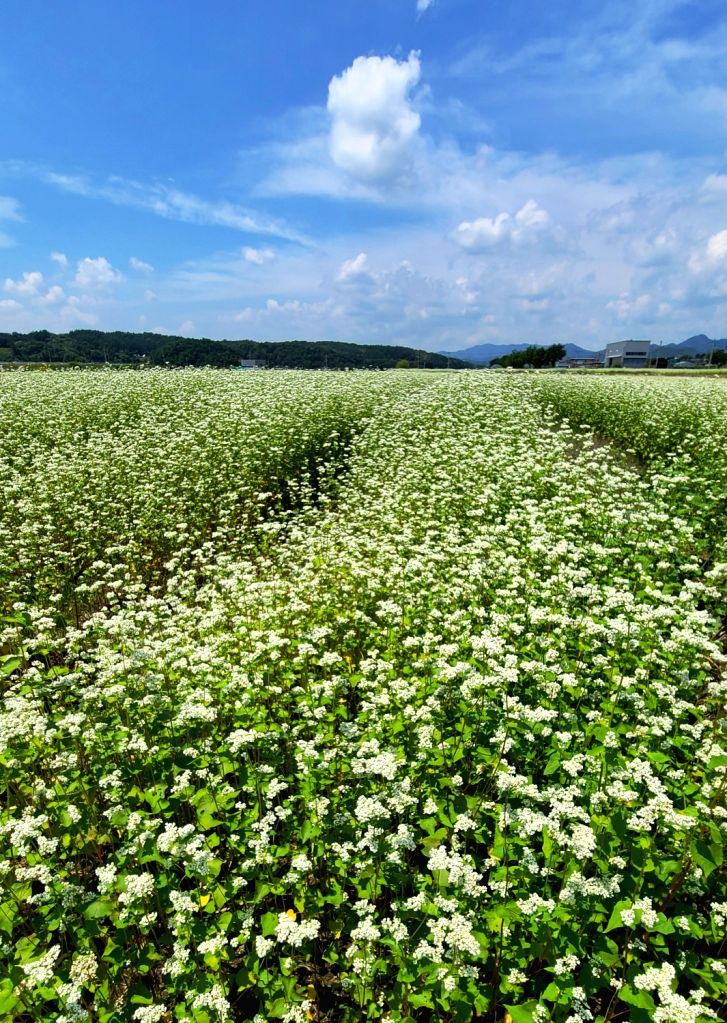 : Gangwon: A fully grown buckwheat field is seen in the town of Hoengseong