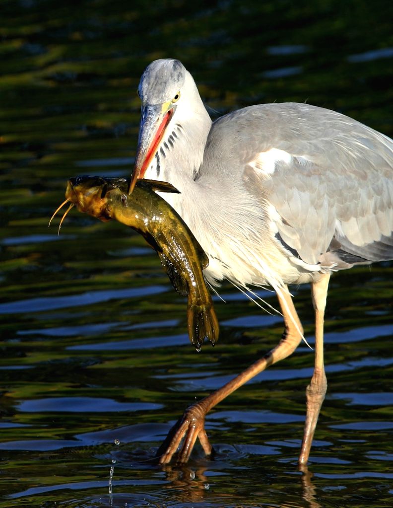 : Gangneung :A gray heron tries to gulp down a fish in Gyeongpo Stream.