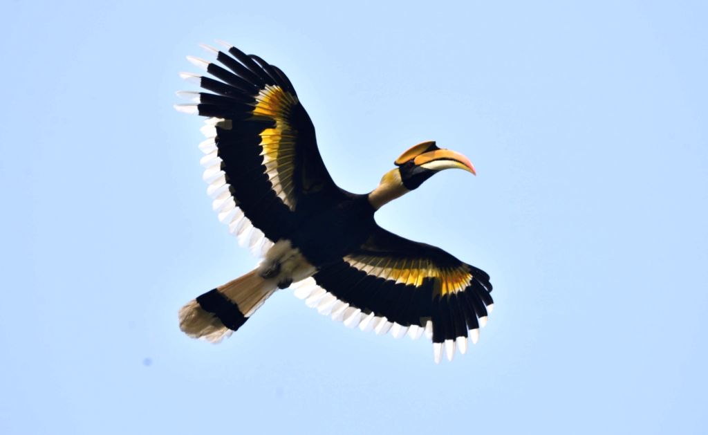 Golaghat (Assam): Great Indian Hornbill