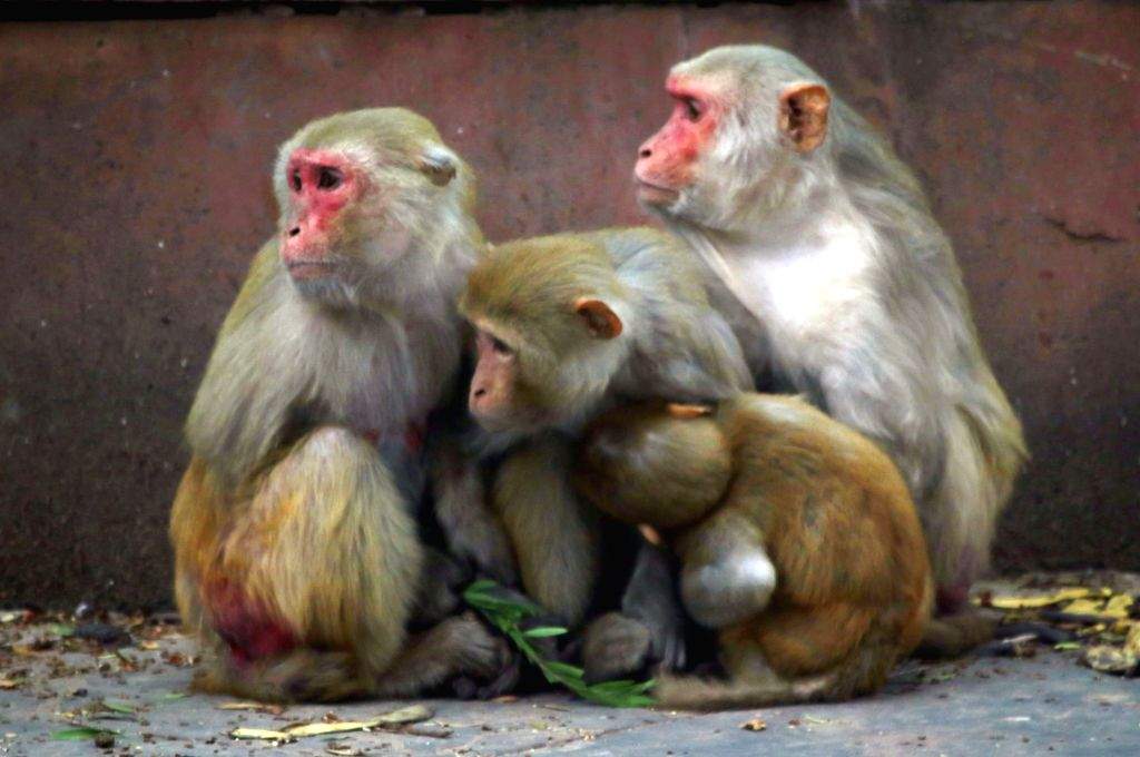 A group of monkeys huddle together to keep warm on a cold winter day