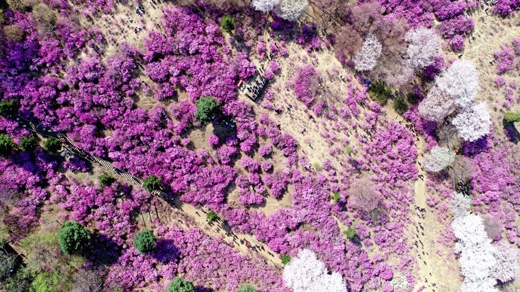 : Seoul: A hill in Bucheon, west of Seoul, is covered with azaleas in ...