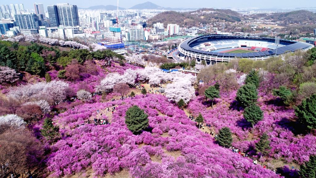 : Seoul: A hill in Bucheon, west of Seoul, is covered with azaleas in ...