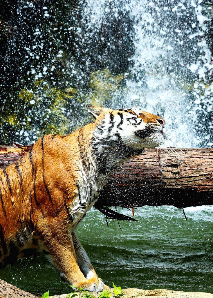 A Korean tiger cools itself in the water amid a heat wave alert at ...