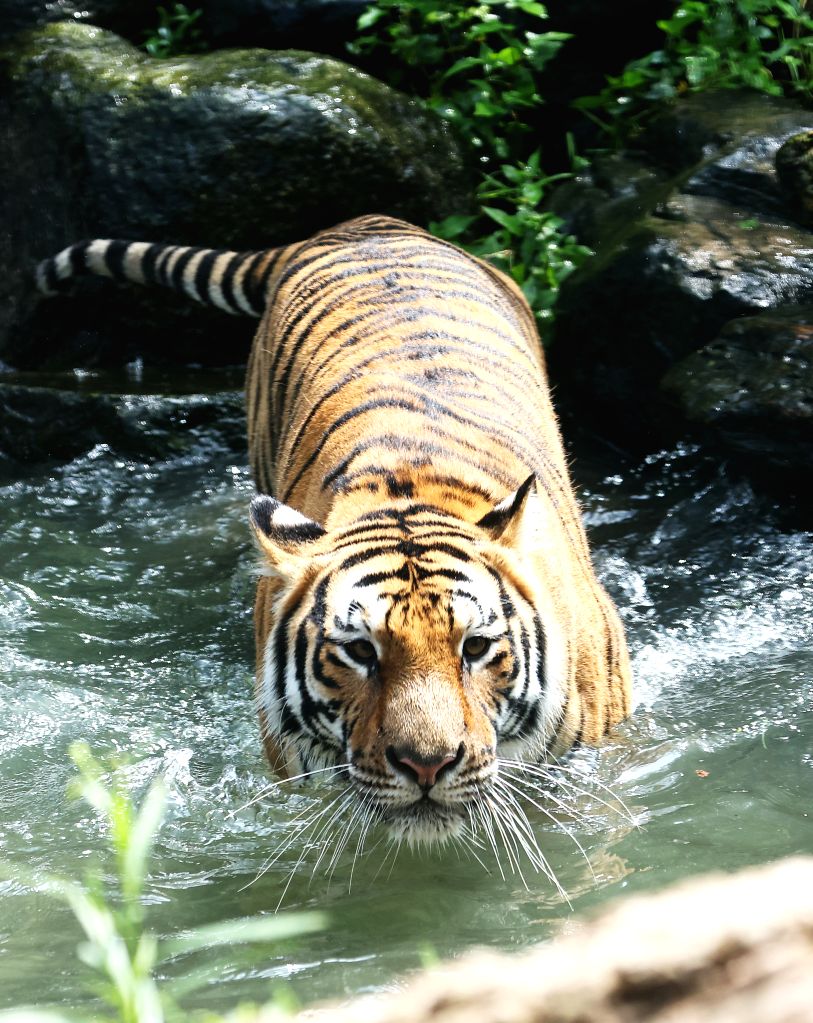 Tiger spotted inside MP's Jagran University, creates panic