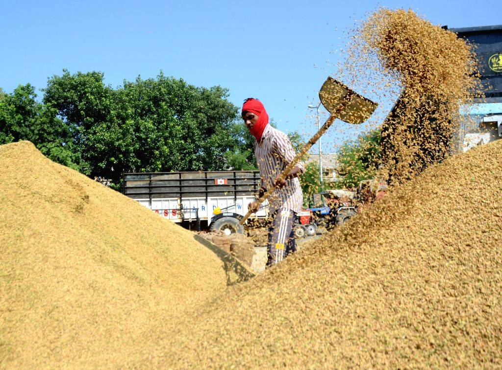 A labourer uses a shovel to separate rice husk from the grain at a ...