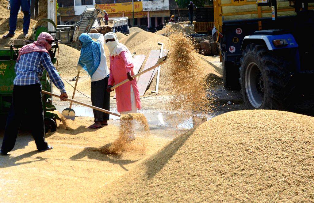 A labourer uses a shovel to separate rice husk from the grain at a ...