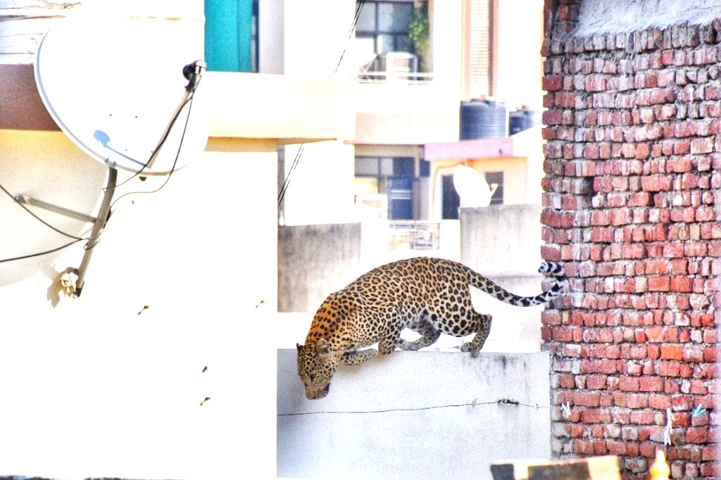A leopard enters at a residential area