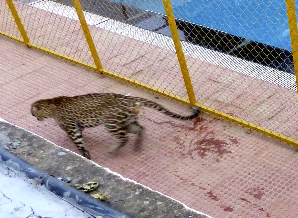 : (080216) Bengaluru: Leopard enters Bengaluru school