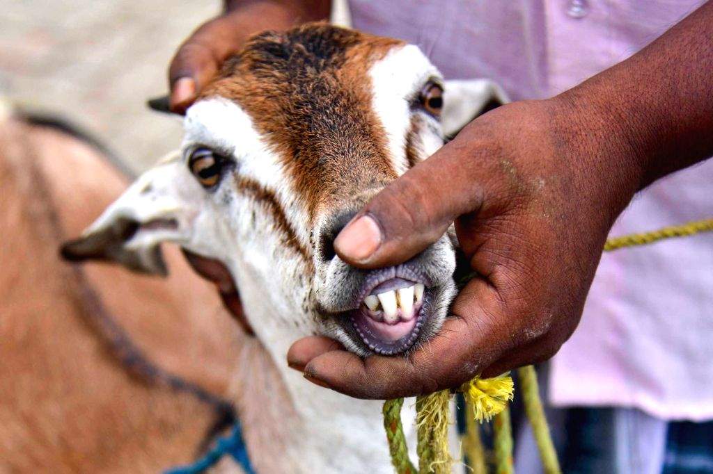 A man checks the teeth of a goat to determine its age at a livestock ...