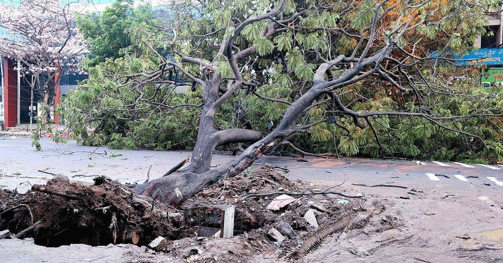 A massive tree uprooted following heavy wind and rainfall