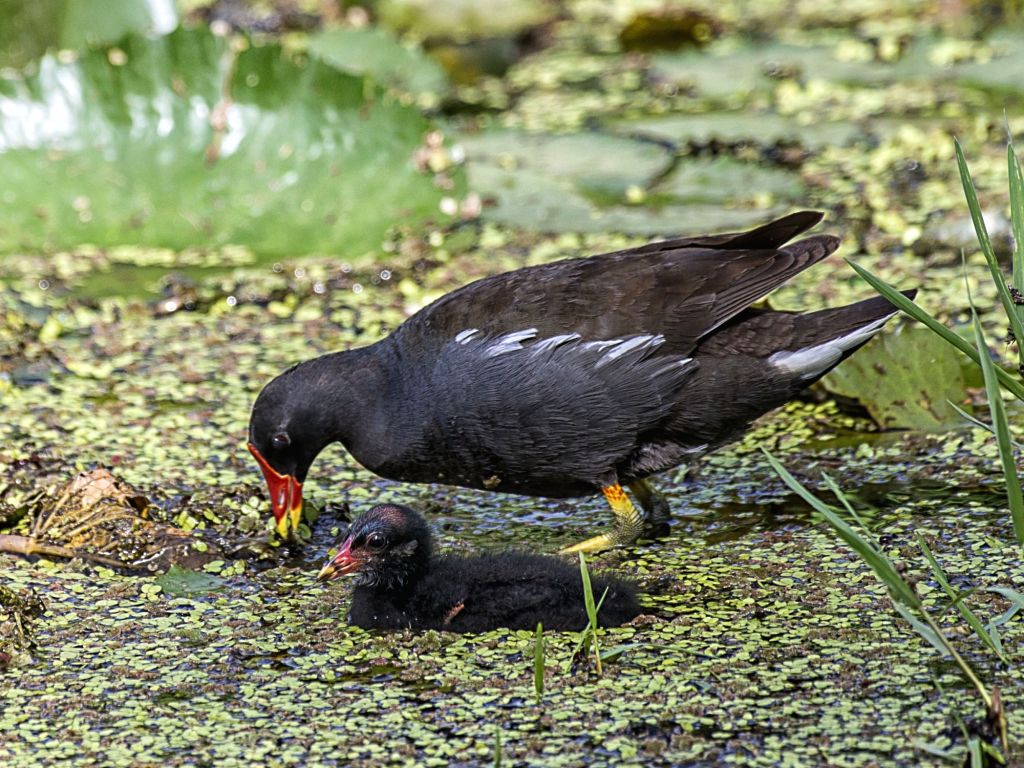 Mother's Day - Moorhen