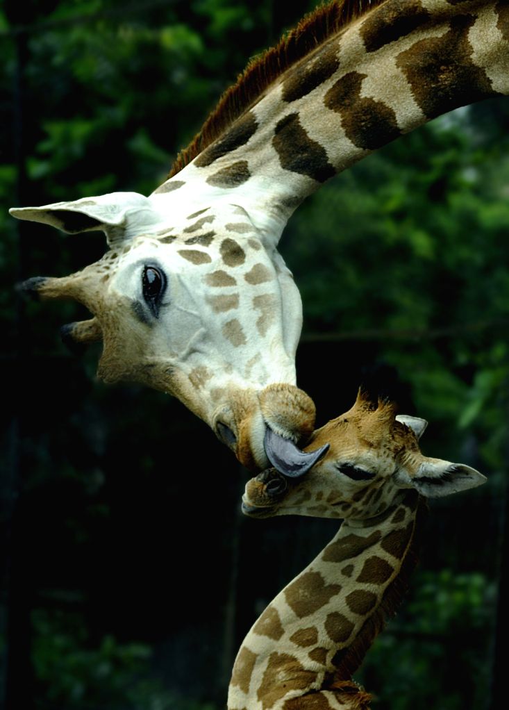 Alipore Zoo