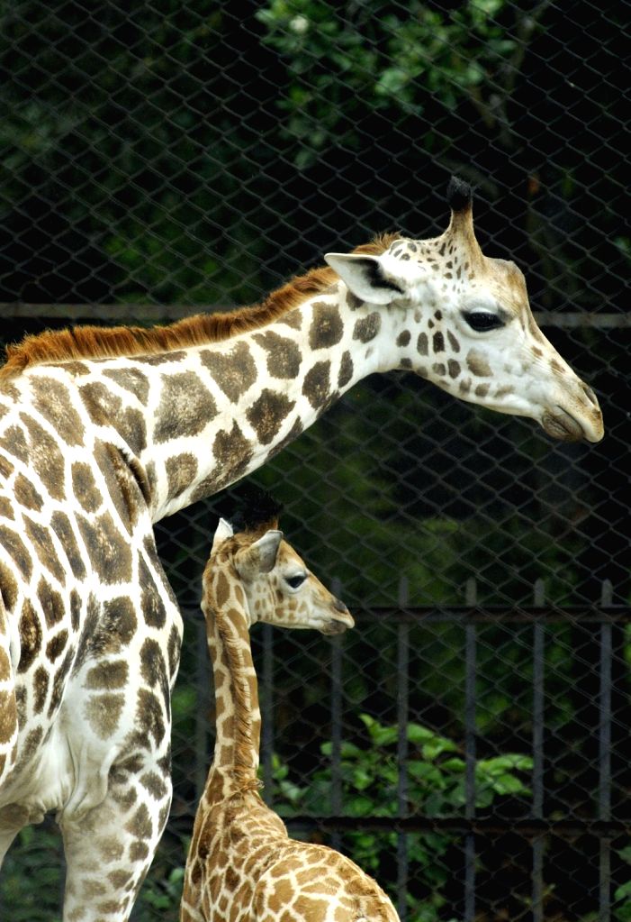 Alipore Zoo