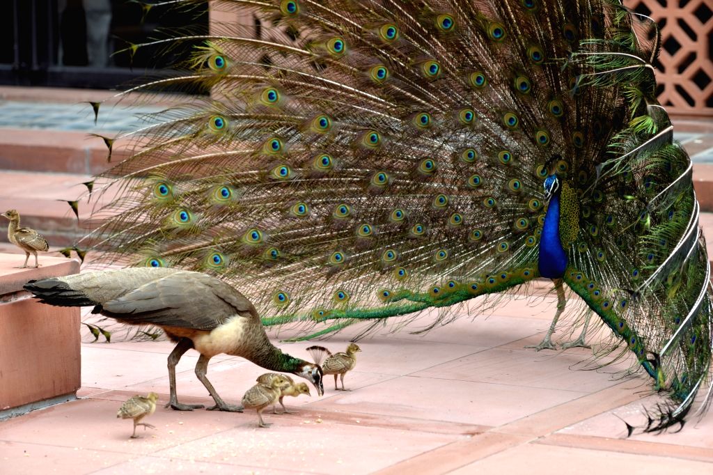 Peacock at Parliament Library building