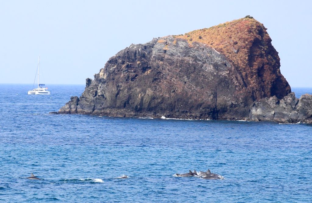 :Jeju:A pod of Indo-Pacific bottlenose dolphins swims in waters off the ...