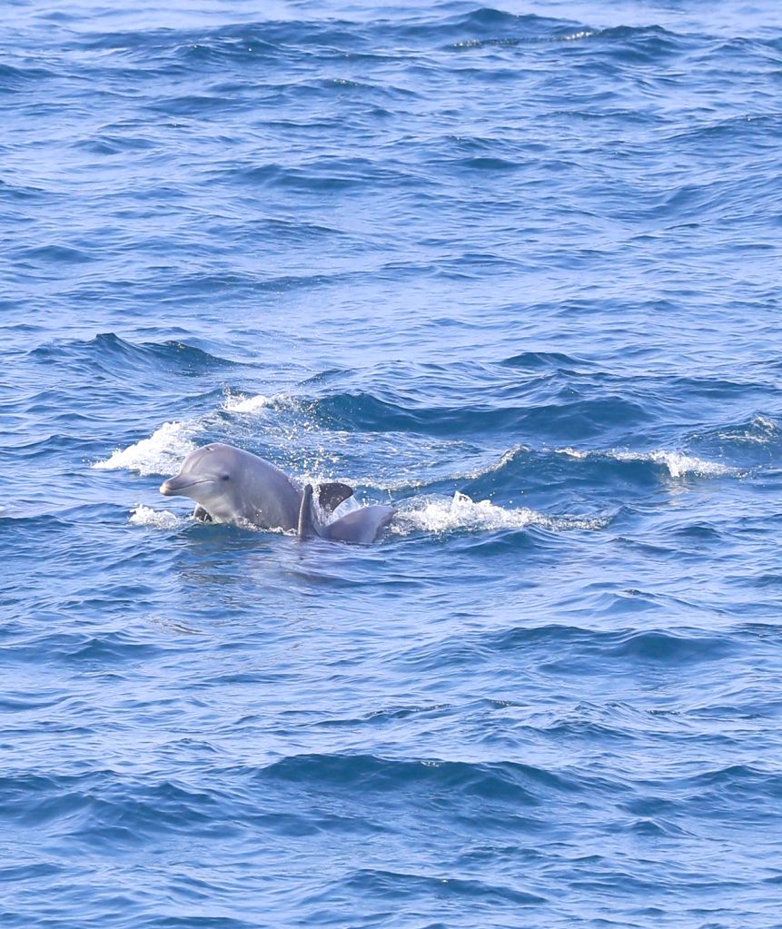 :Jeju:A pod of Indo-Pacific bottlenose dolphins swims in waters off the ...