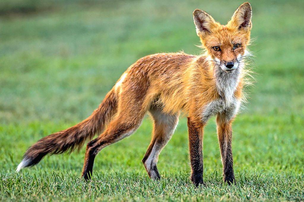 A red fox looks into the camera while strolling in a field