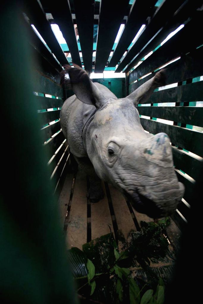 (280114) Manas National Park: Rhinos at CWRC