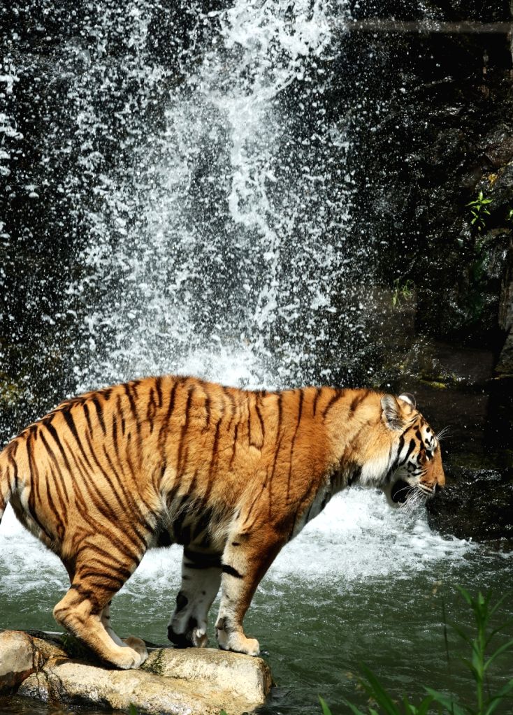 : Seoul: A Siberian tiger comes out of water at the Everland amusement ...