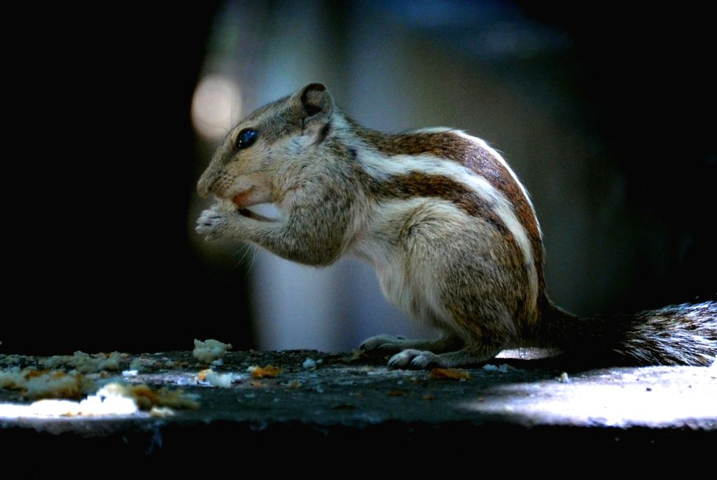 A squirrel seen eating bread on a cold winter morning in Amritsar.